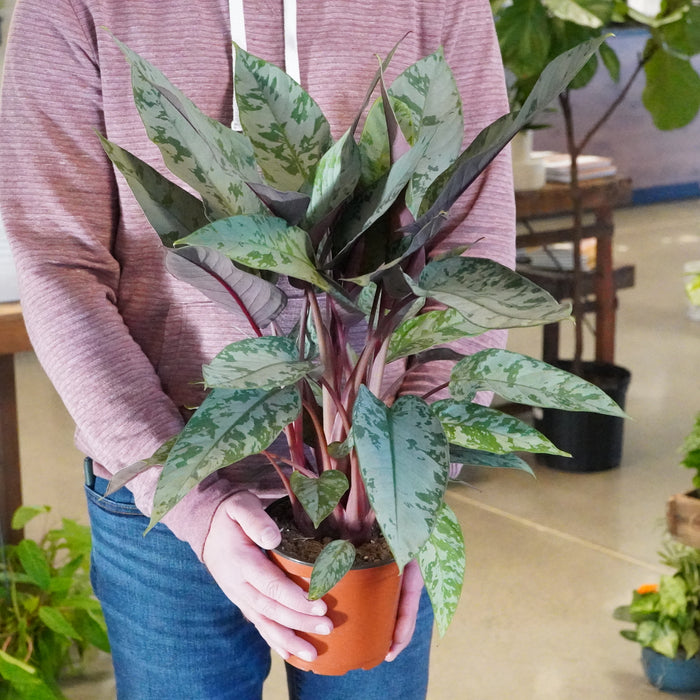 Plants – The Plant Hatch