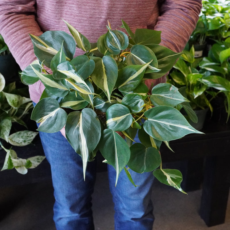 Plants – The Plant Hatch