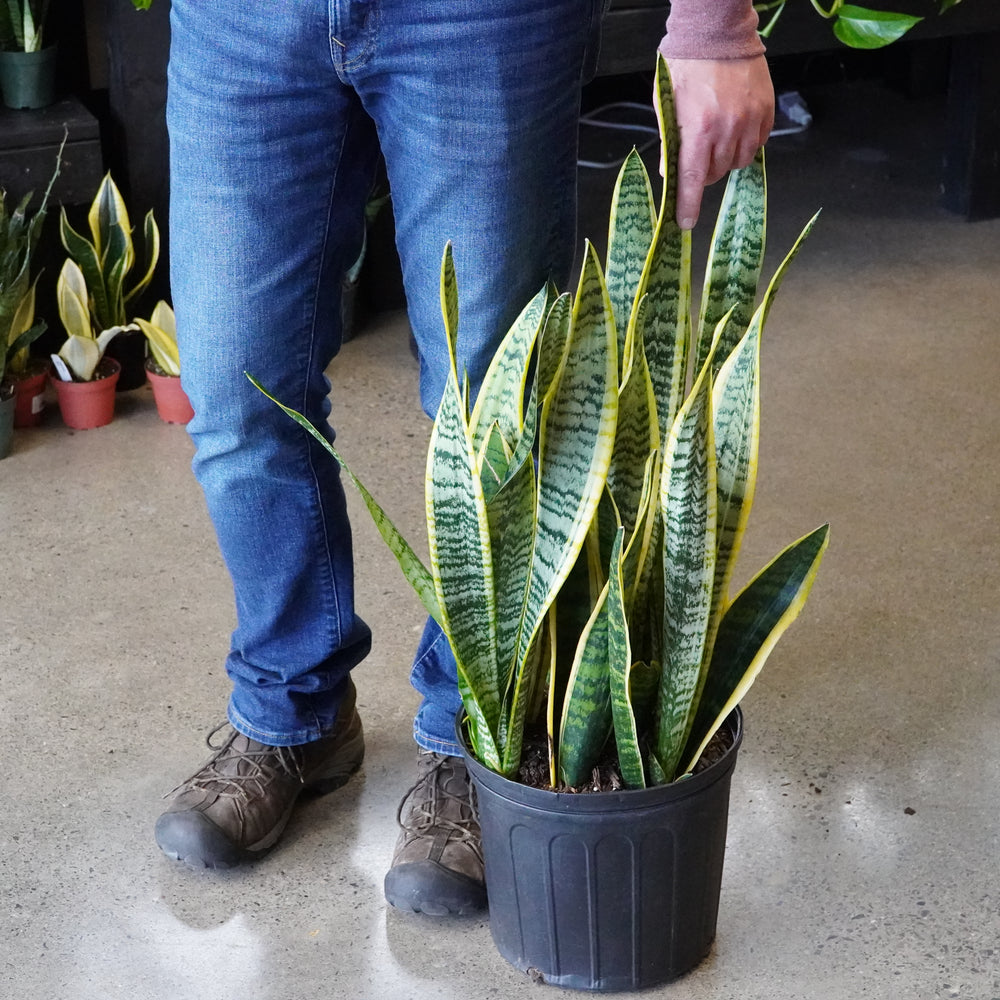 Plants – The Plant Hatch