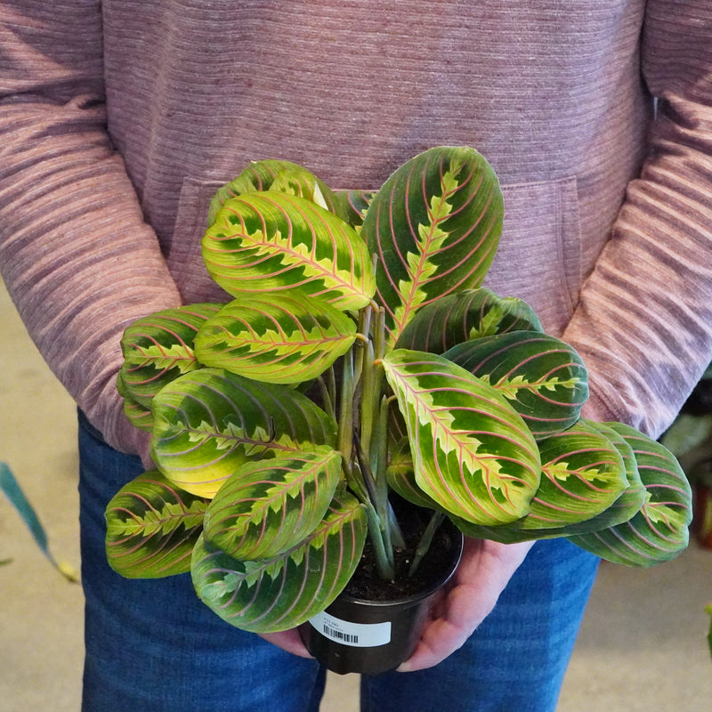 Plants – The Plant Hatch