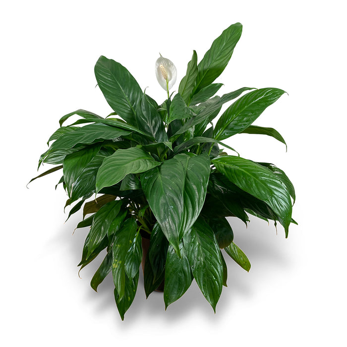 Plants – The Plant Hatch
