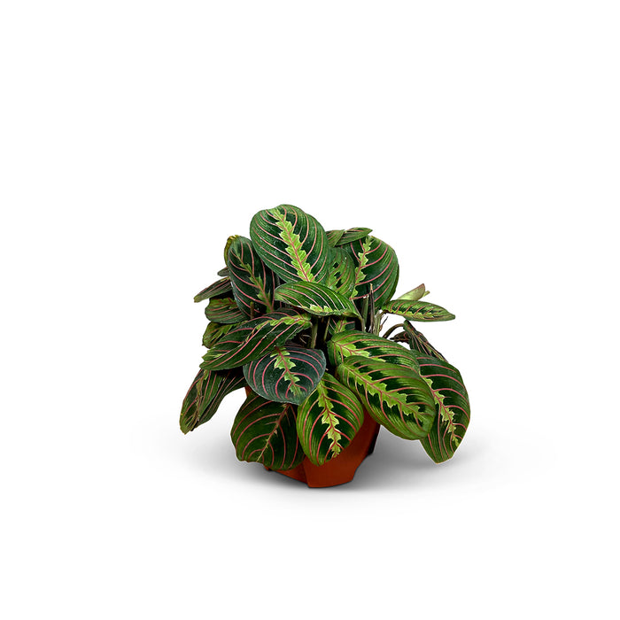 Plants – The Plant Hatch
